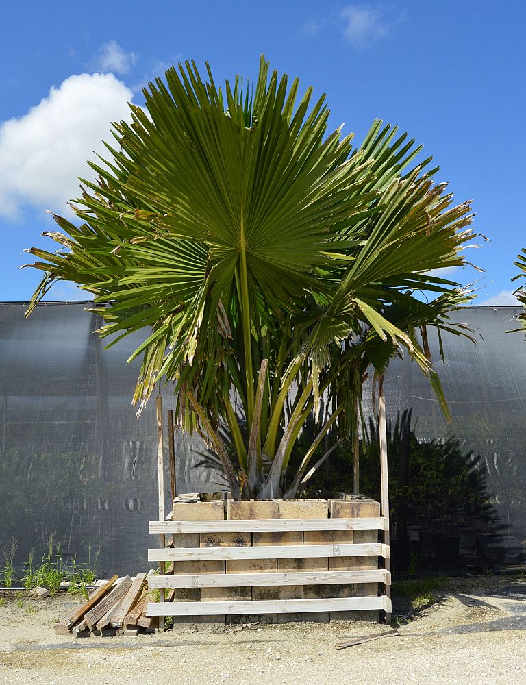 Botanics Wholesale, Inc. | plantANT.com