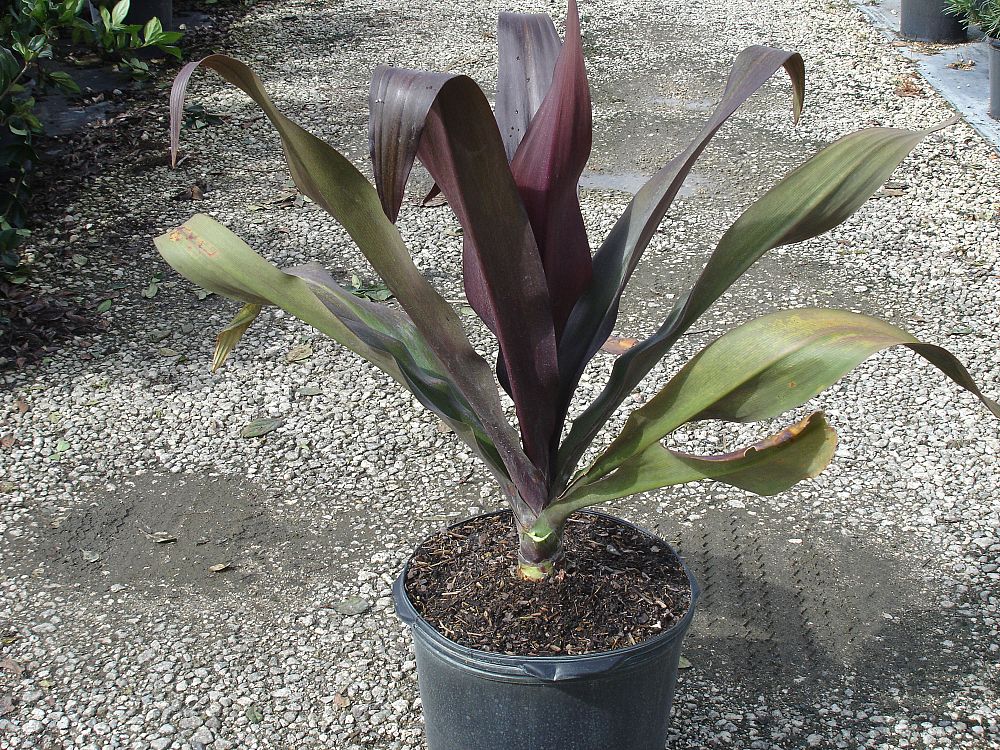 Crinum augustum 'Queen Emma', Crinum Lily 'Queen Emma'