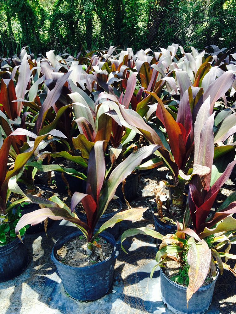 Aquatic Landscaping Design, Inc. | plantANT.com