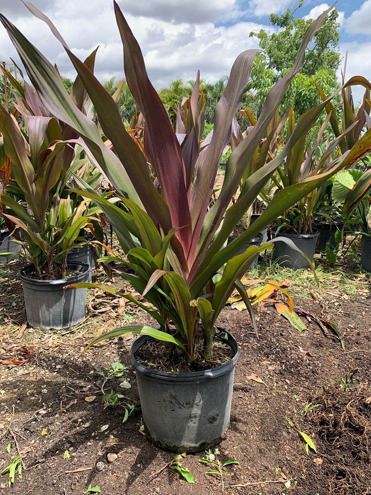 R & K Nursery | plantANT.com