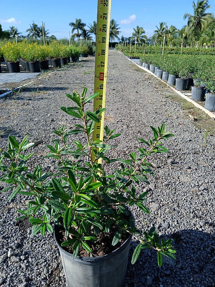 Miracle's Nursery LLC | plantANT.com