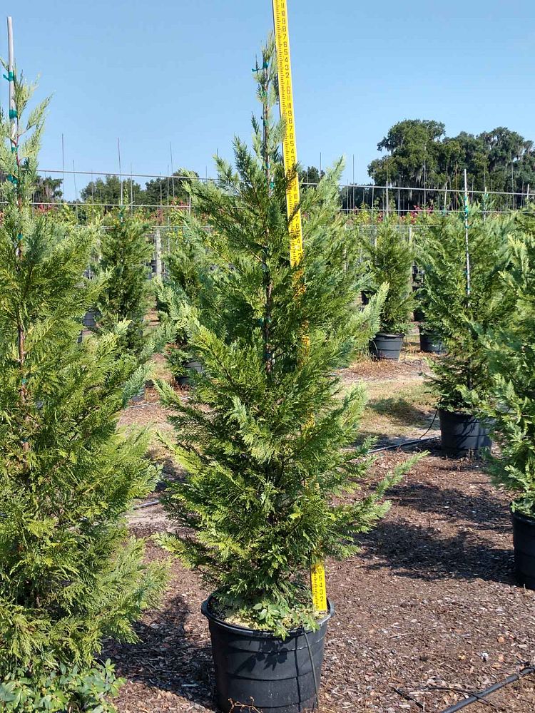 Bent Oak Tree Farm | plantANT.com