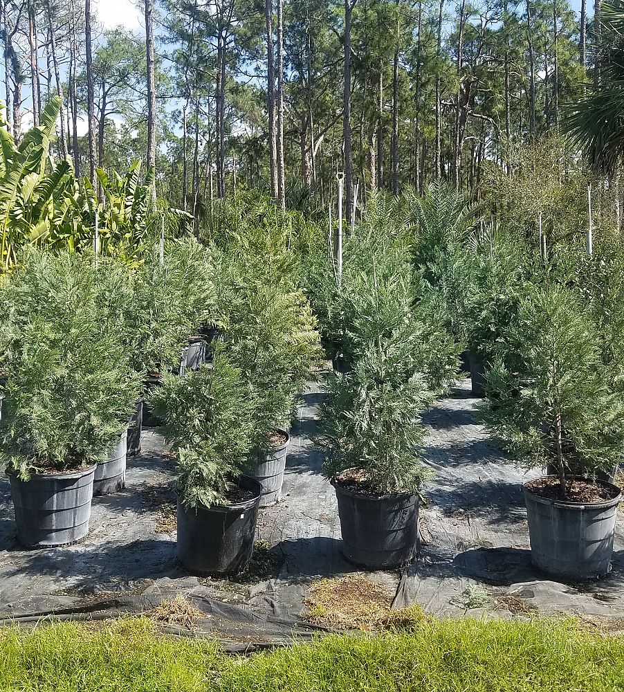 Treemendous Tree Inc. | plantANT.com