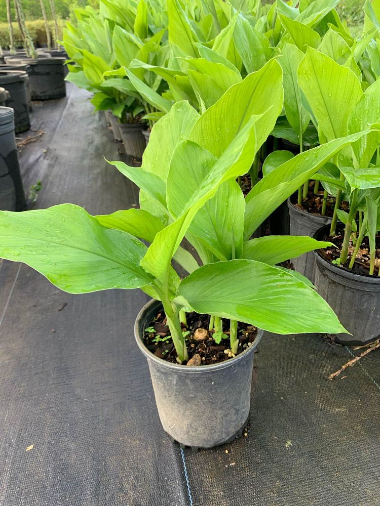 Coastal Prairie Nursery | plantANT.com