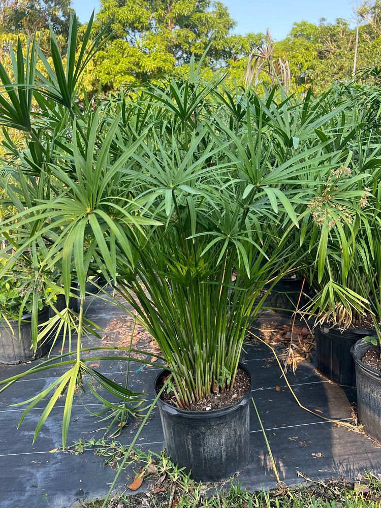 Specialty Landscaping | plantANT.com