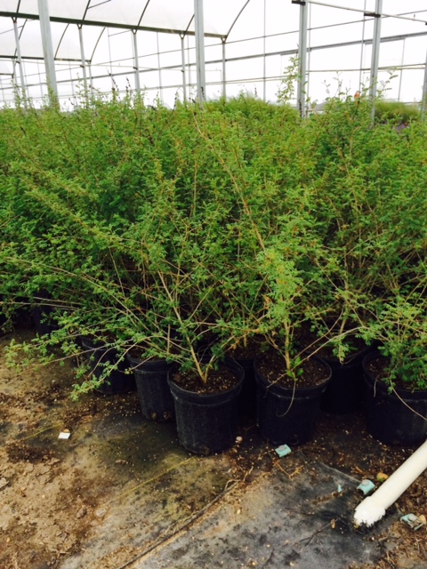 Joss Growers | plantANT.com