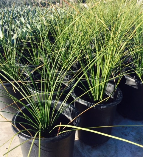 Joss Growers | plantANT.com