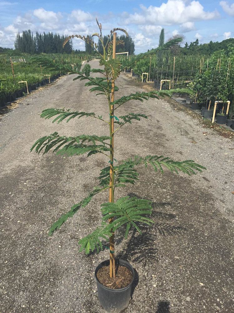 Gallery - J&K Plant Distributors