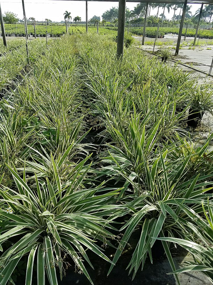 Exotic Center | plantANT.com