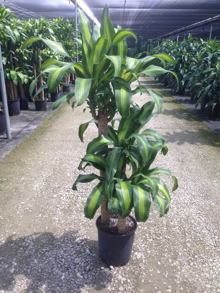 Capri Farms Inc. | plantANT.com