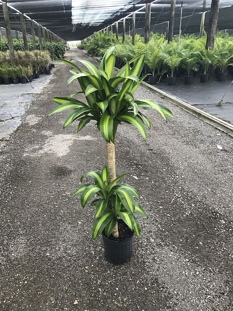 Container Gallery – Acosta Farms Wholesale Nursery