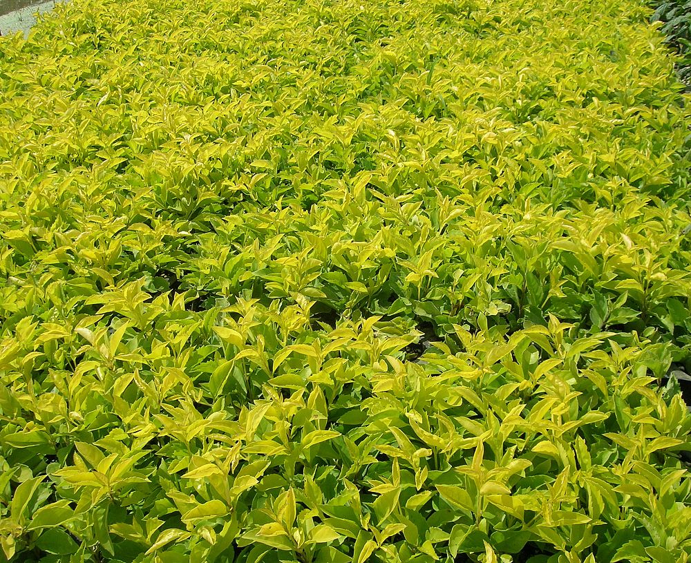 Duranta erecta 'Gold Mound'