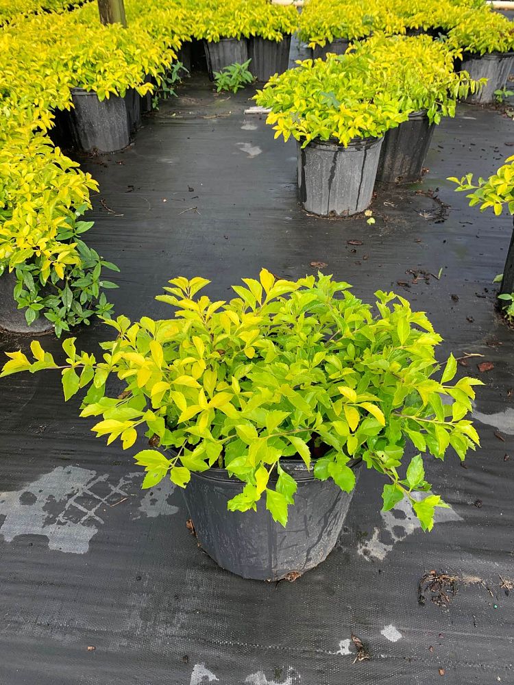 Mid Florida Nurseries | plantANT.com