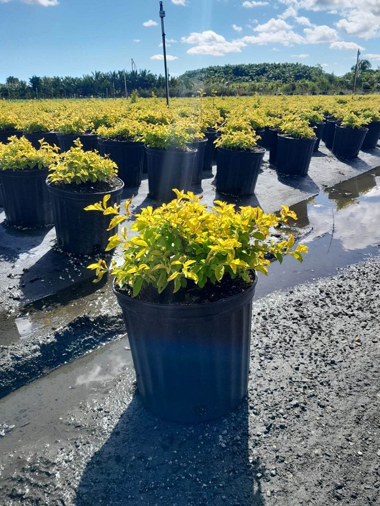 R Plants Nursery | plantANT.com