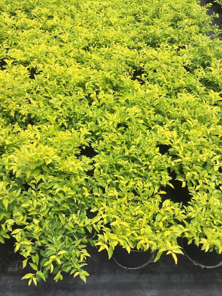 JSD Nursery and Landscape | plantANT.com