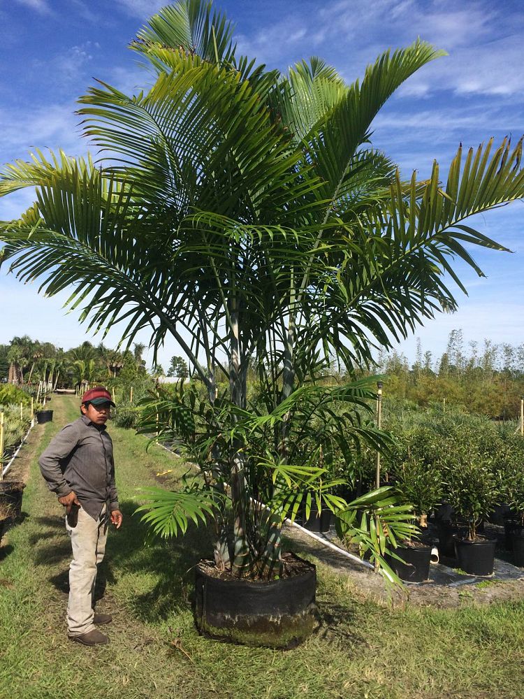 Martin County Gallery – Botanics Wholesale Nursery