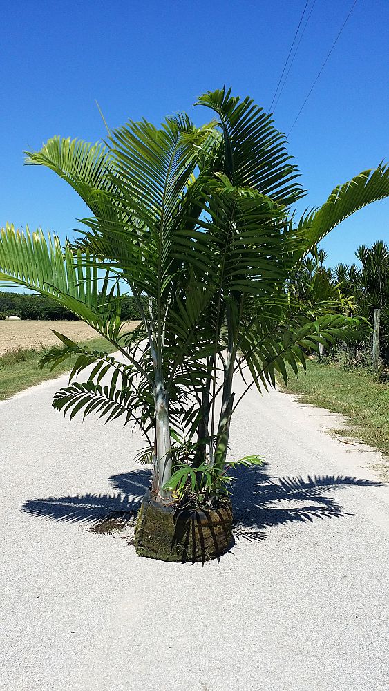 Frye Farms, Inc | plantANT.com