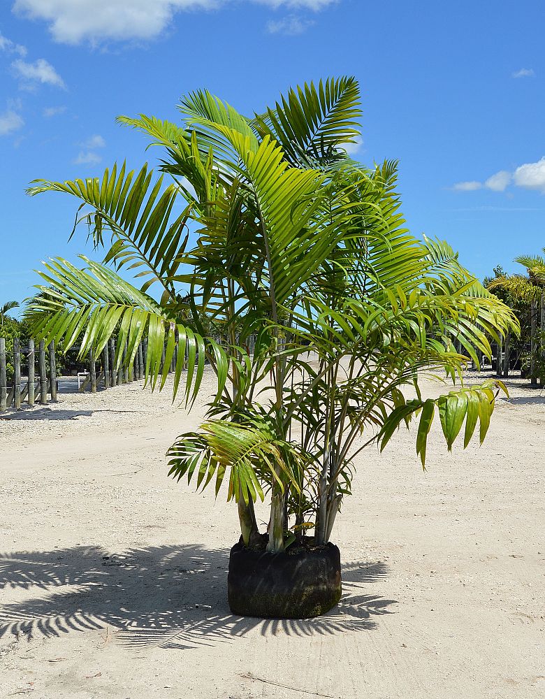 Botanics Wholesale, Inc. | plantANT.com