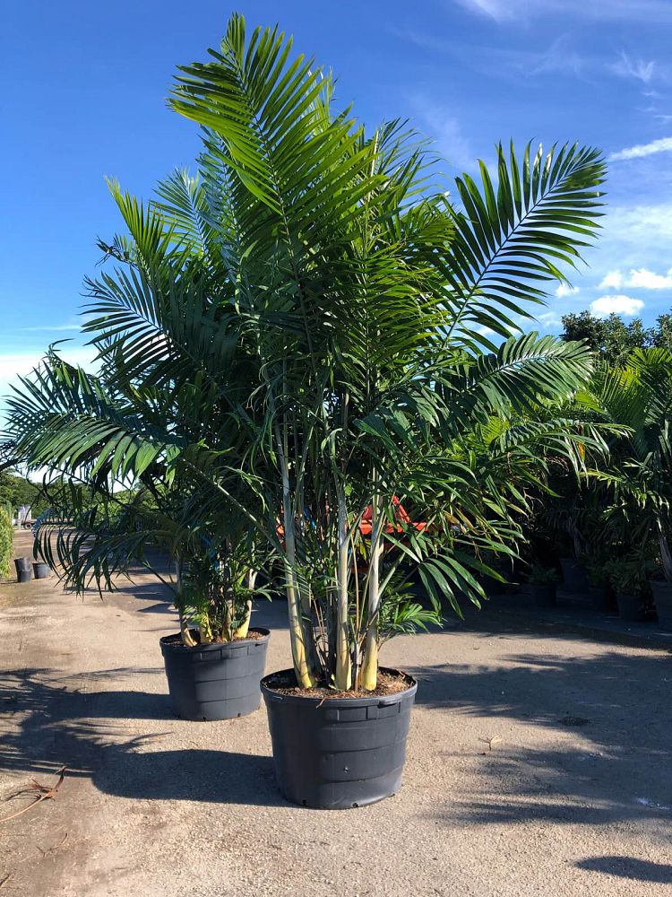 Gallery - J&K Plant Distributors