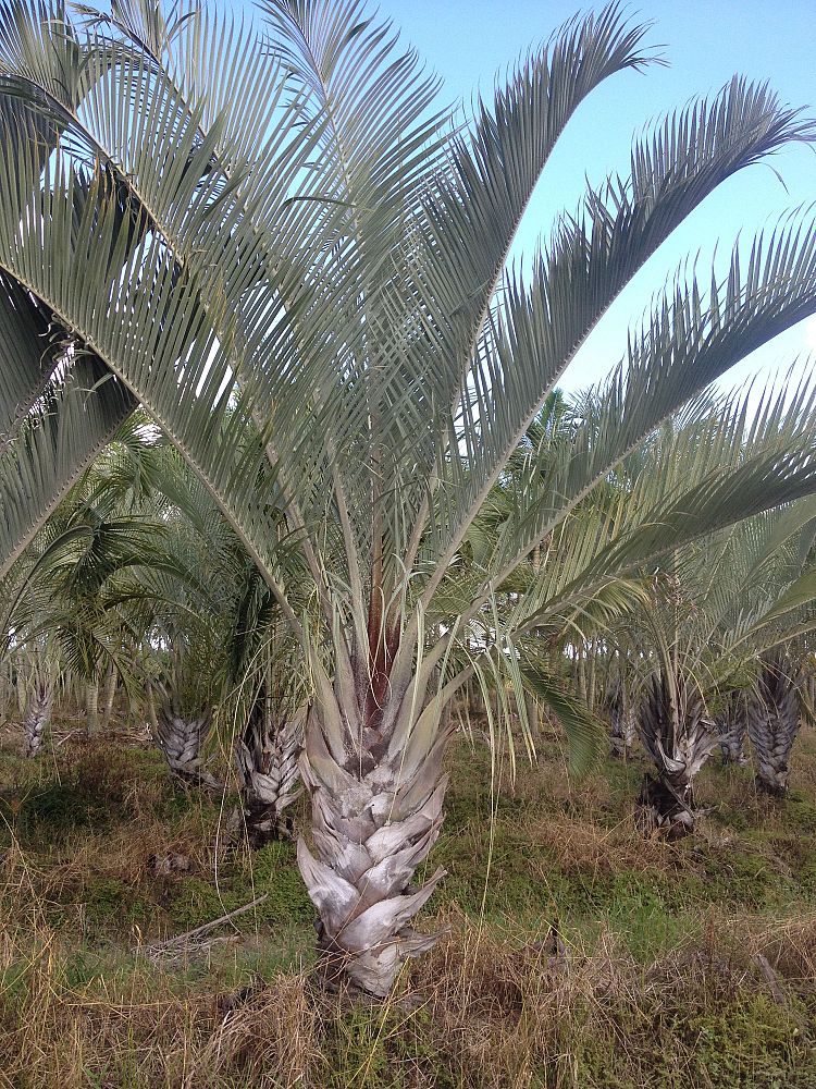 Florida Tree Farms, Inc. | plantANT.com