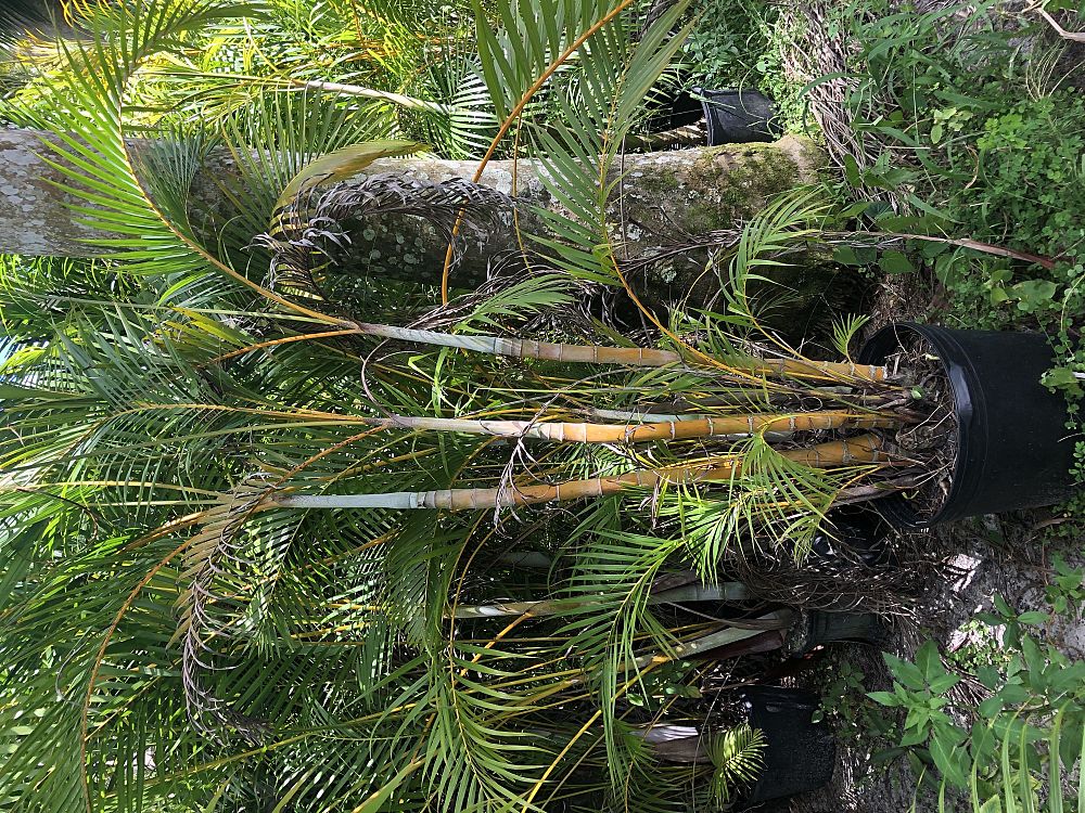 Palmarosa | plantANT.com