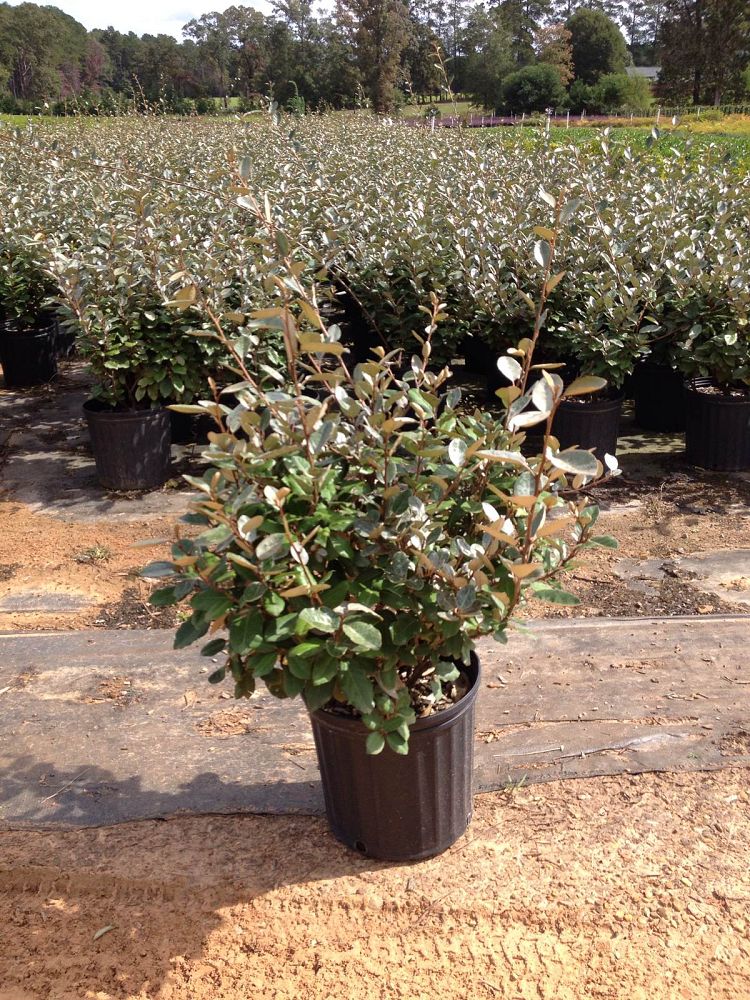 Michael's Nursery | plantANT.com