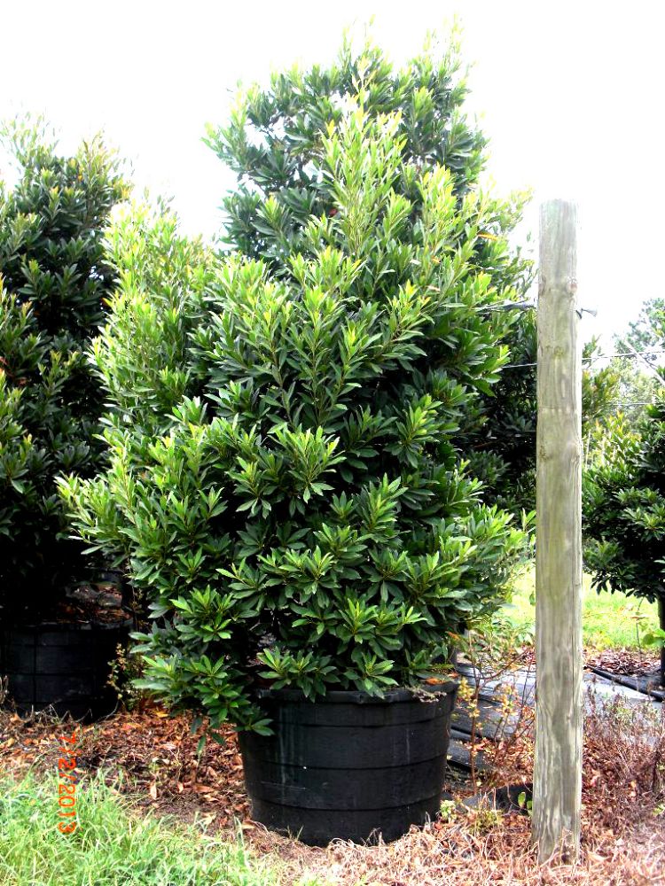 Japanese Blueberry Plant