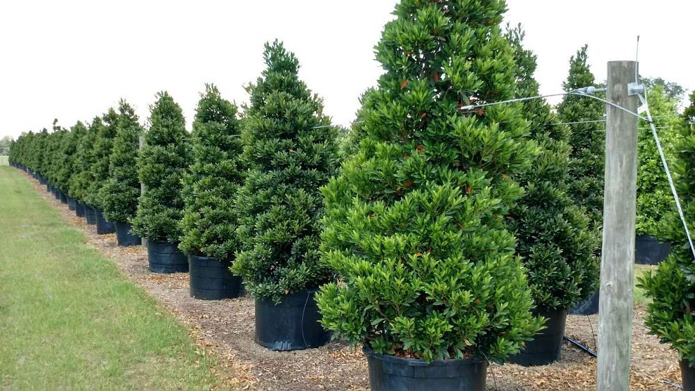 Forestiera segregata, Florida Privet