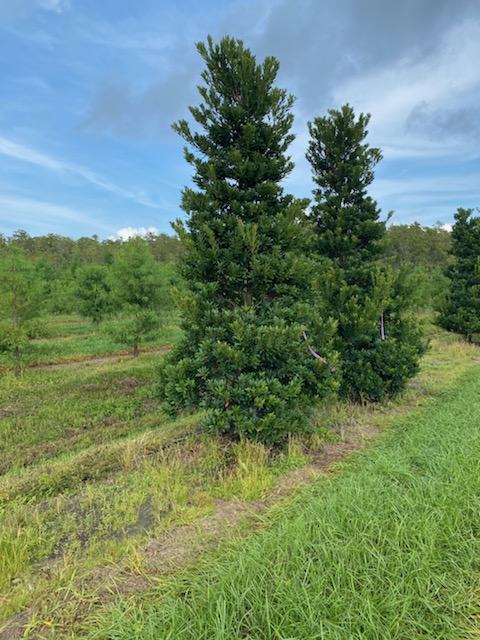 Fish Branch Tree Farm, Inc. | plantANT.com