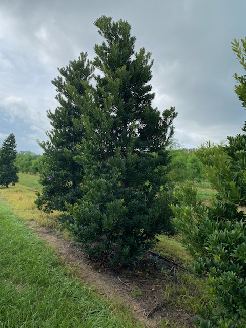 Fish Branch Tree Farm, Inc. | plantANT.com