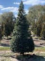 Lancaster Trees & Shrubs | plantANT.com