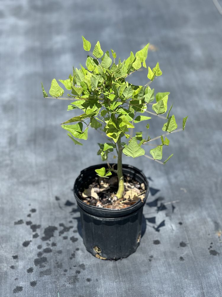 Sandhill Native Growers, Inc | plantANT.com