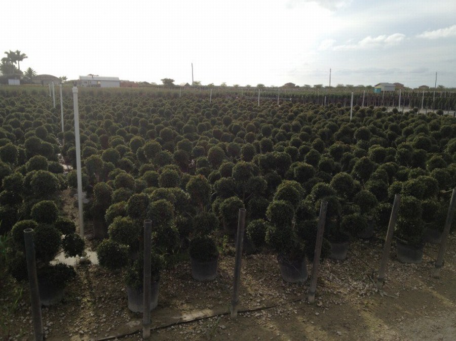 Ramco Farm, Inc. | plantANT.com