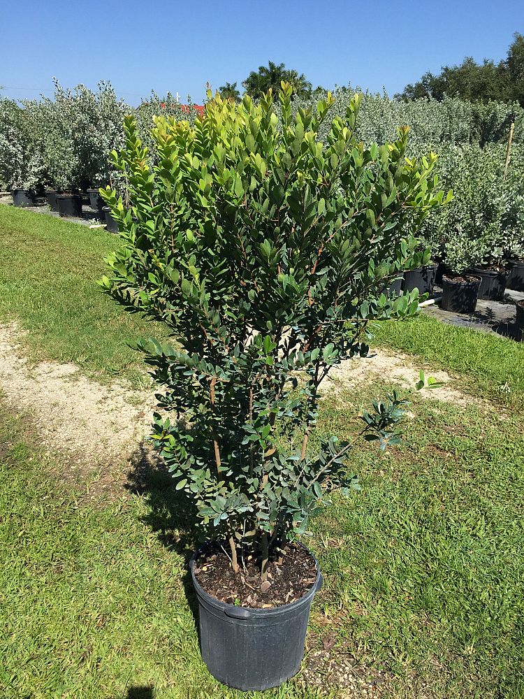 Smarty Plants Nursery LLC | plantANT.com