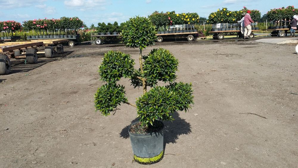 Ramco Farm, Inc. | plantANT.com