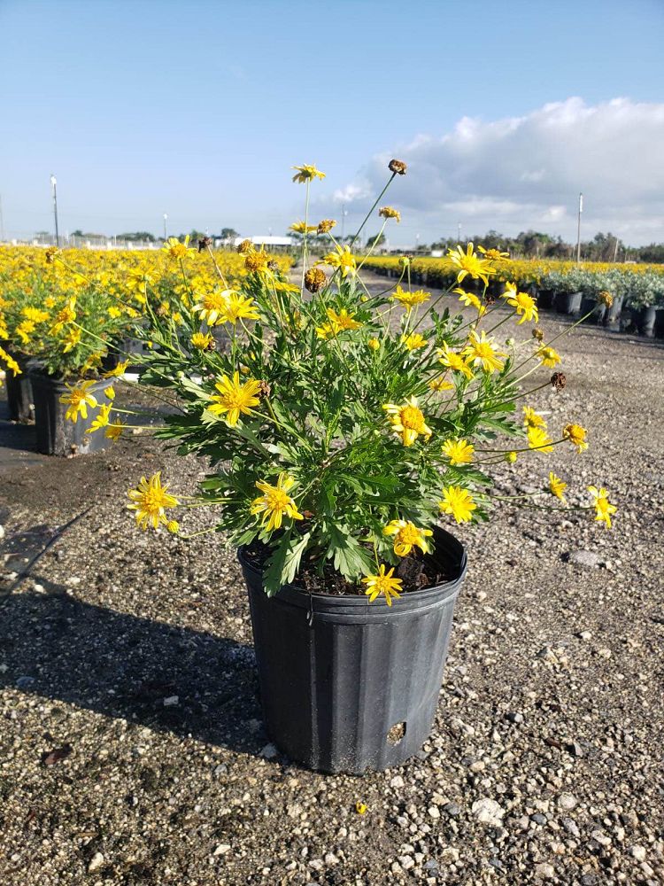 R Plants Nursery | plantANT.com