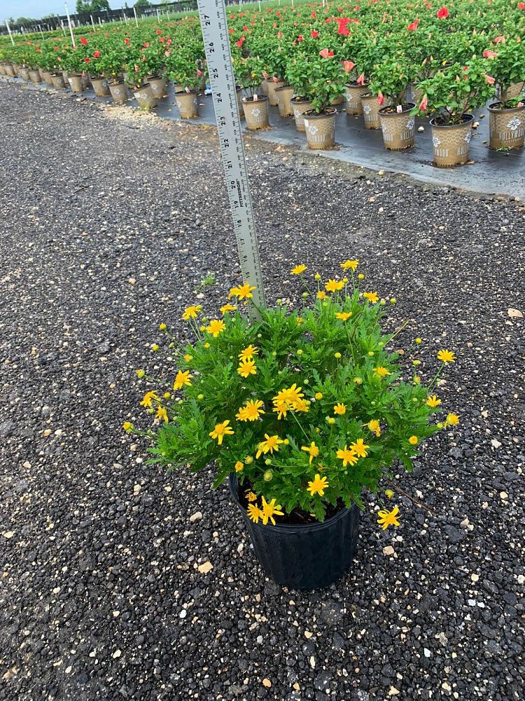 R Plants Nursery | plantANT.com