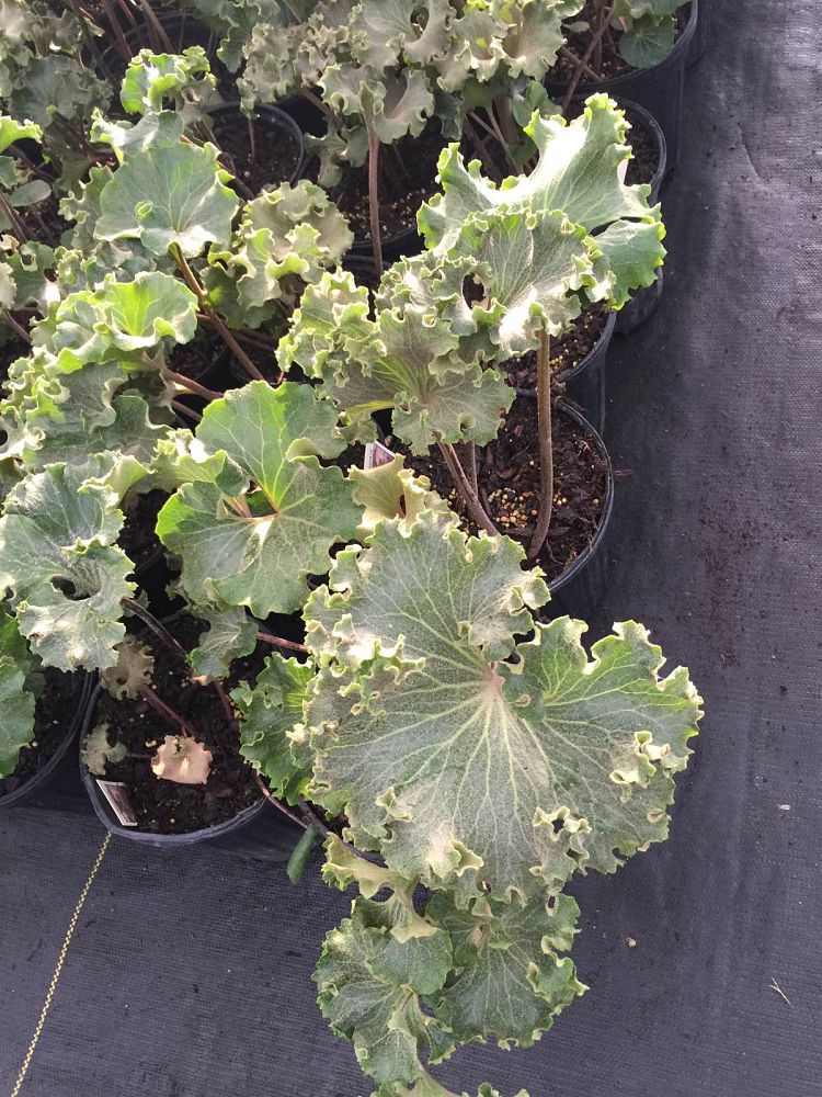 The Lig Gig Nursery LLC | plantANT.com