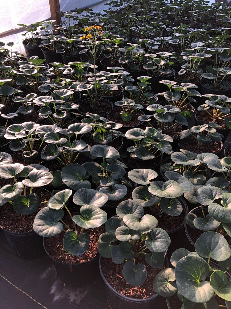 The Lig Gig Nursery LLC | plantANT.com