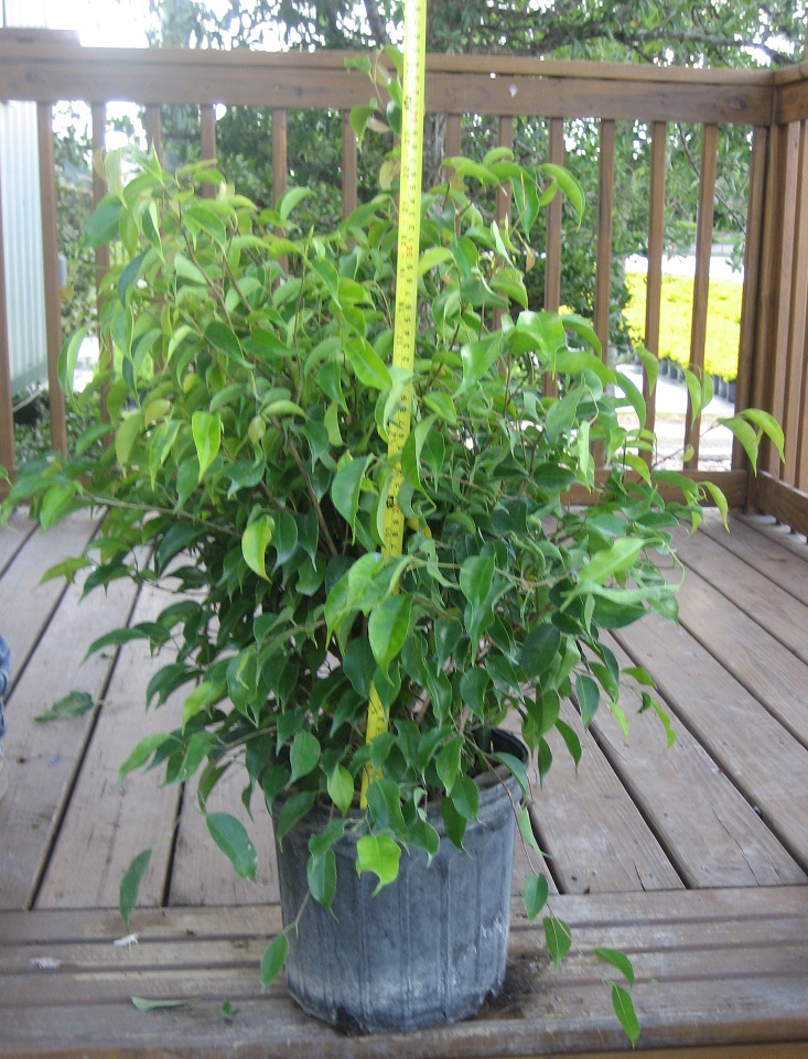 Image Gallery - Tadala's Nursery