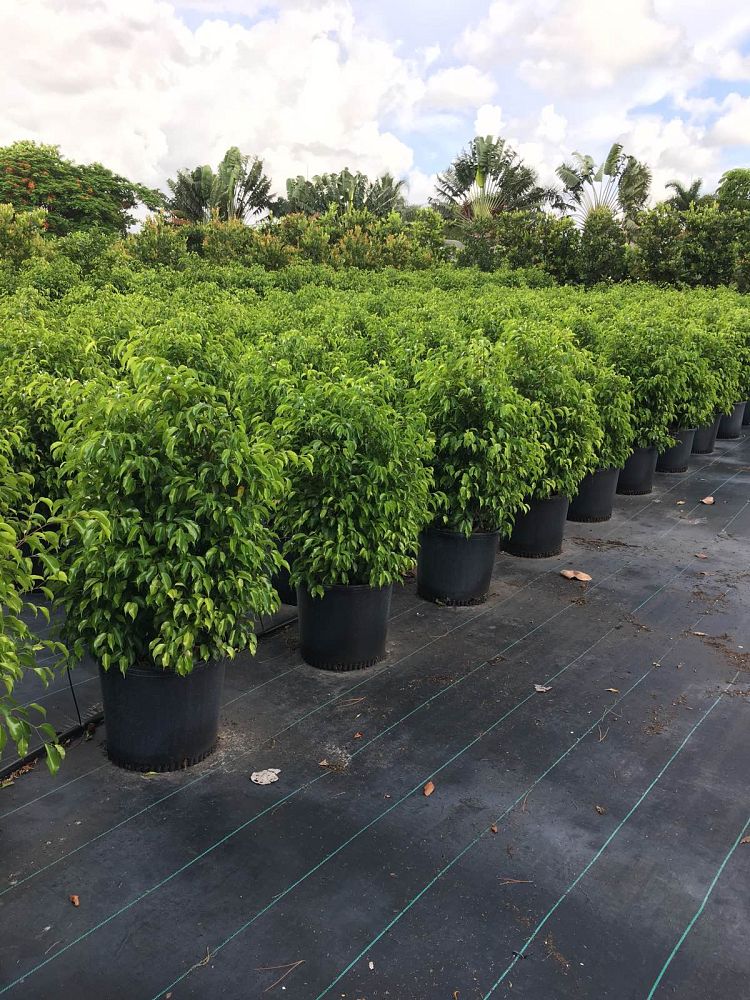 CC Growers, Inc | plantANT.com