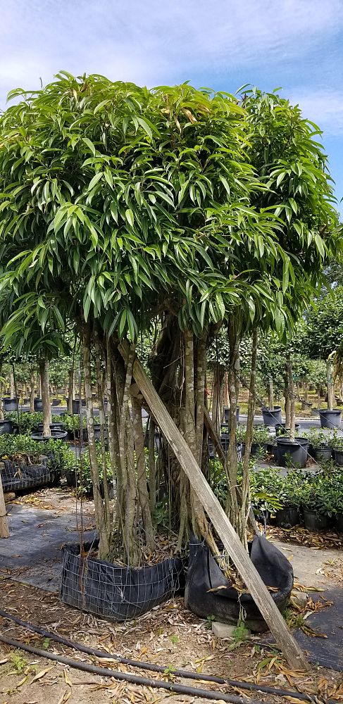 BVA Horticultural Import - Export | plantANT.com