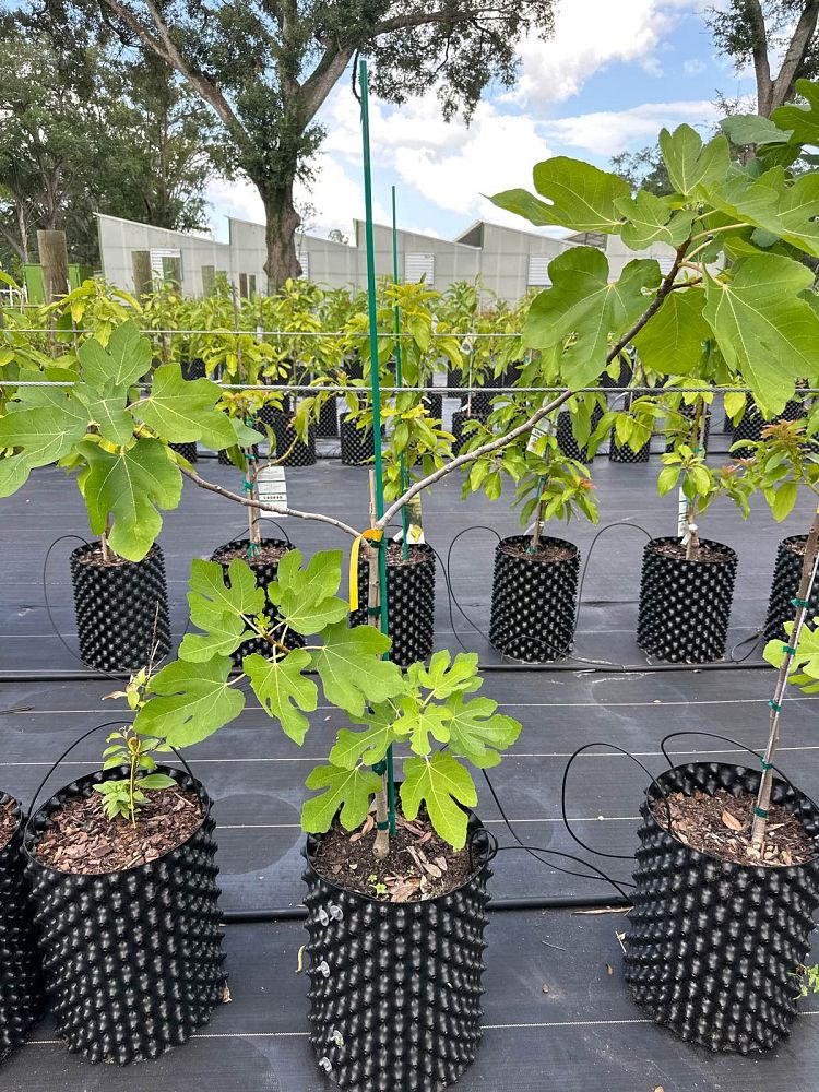 Jolly Green Nursery.com | plantANT.com