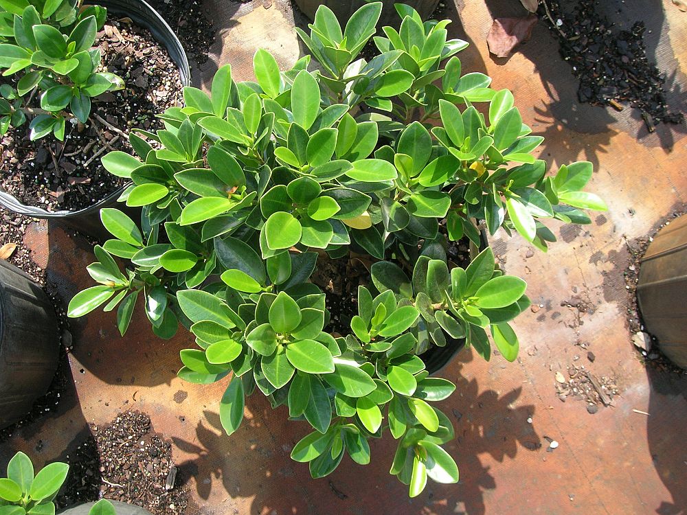 Ficus 'Green Mound' - Pointy Leaf, Ficus microcarpa crassifolia