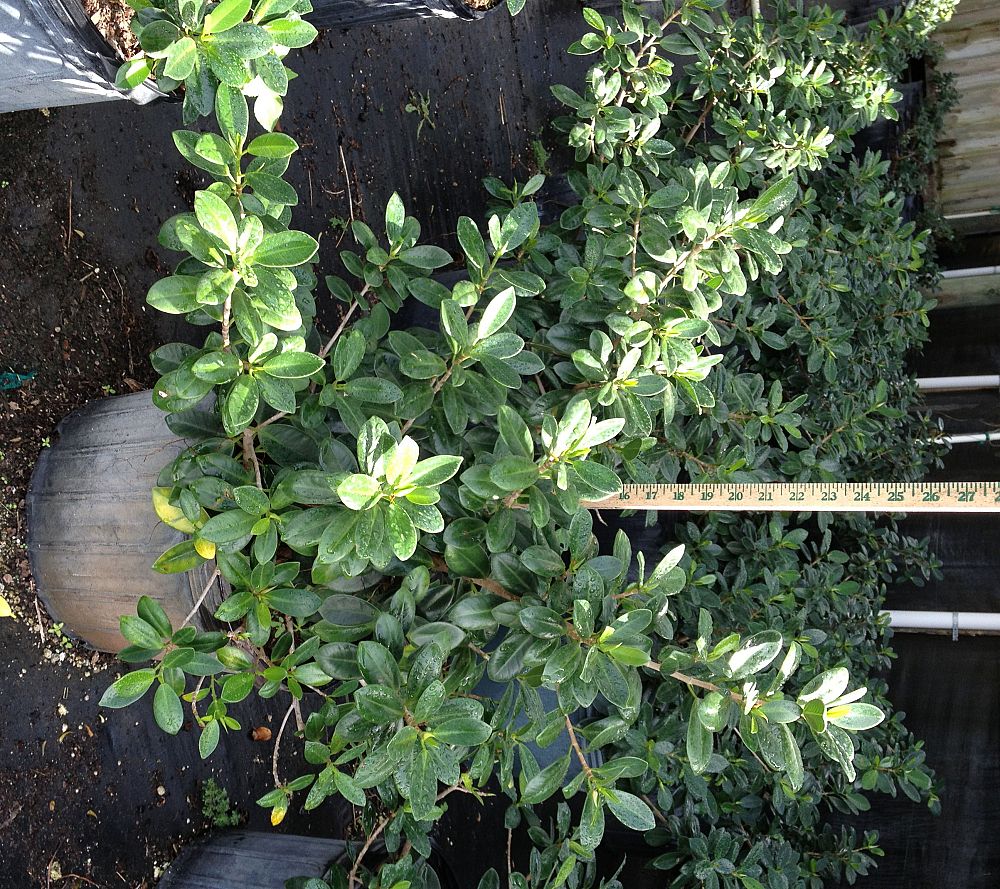 Alba Verde Gardens | plantANT.com