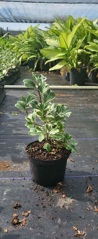 Cortez Nunez Nursery, inc. | plantANT.com