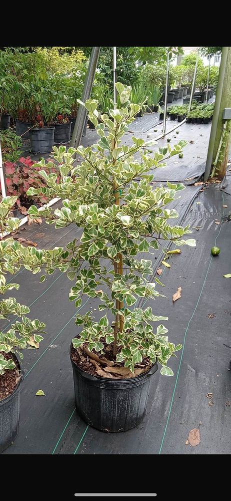 Specialty Landscaping | plantANT.com