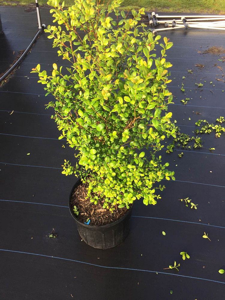 Forestiera segregata, Florida Privet