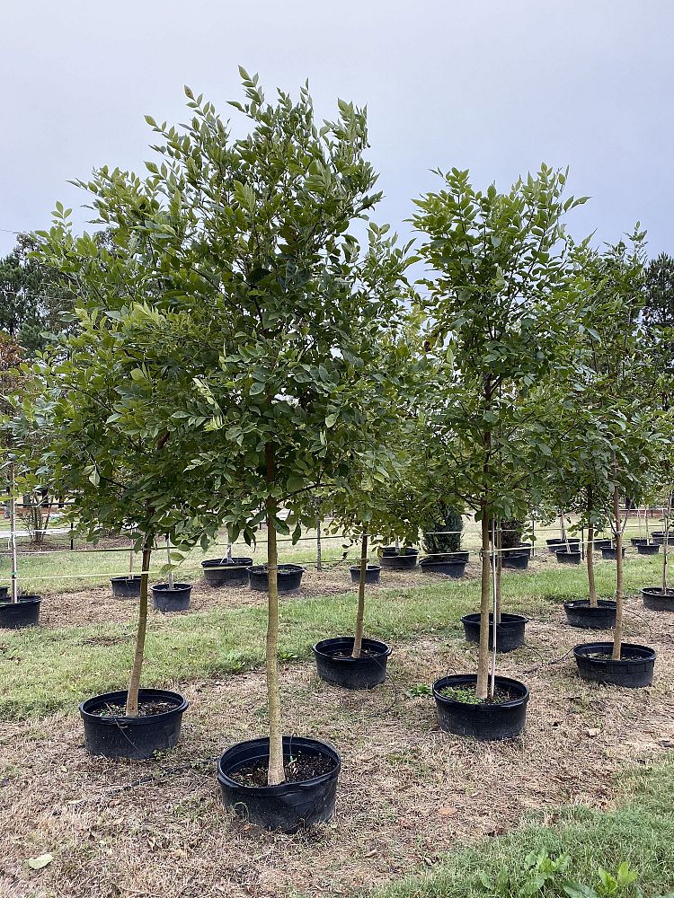 Little John Tree Farm | plantANT.com