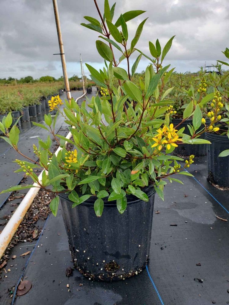 R Plants Nursery | plantANT.com